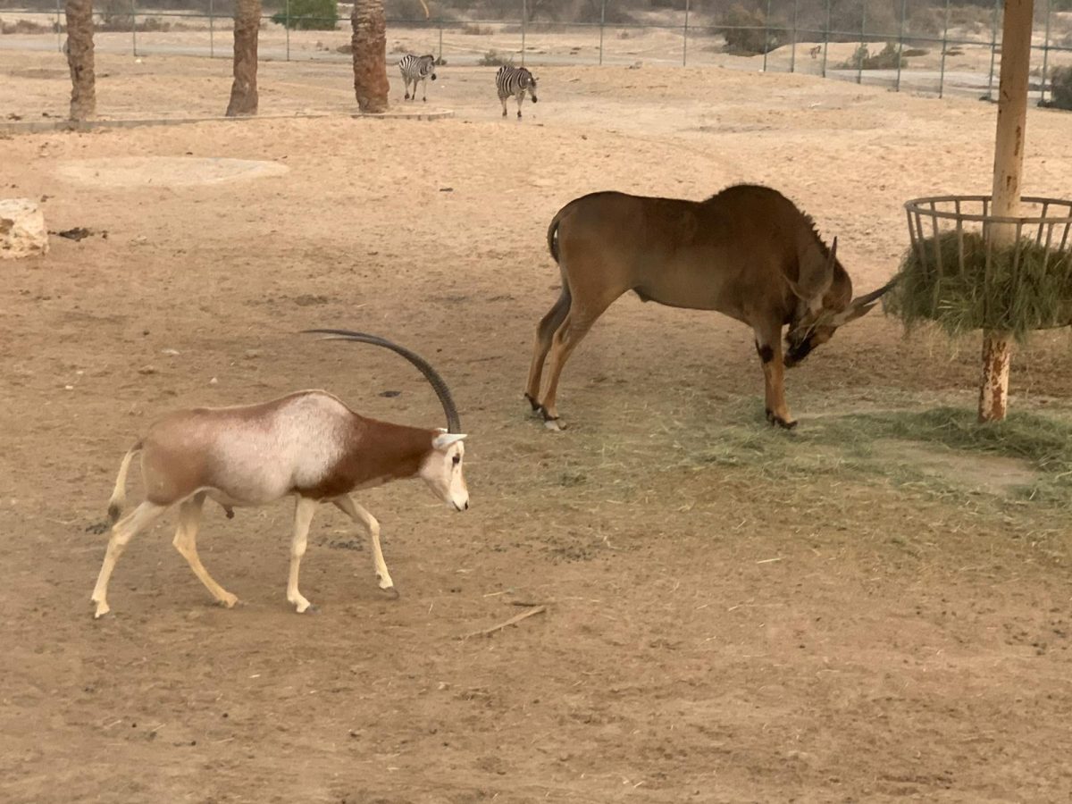 Bahrain Tours & Guided Trips | MIR Corp